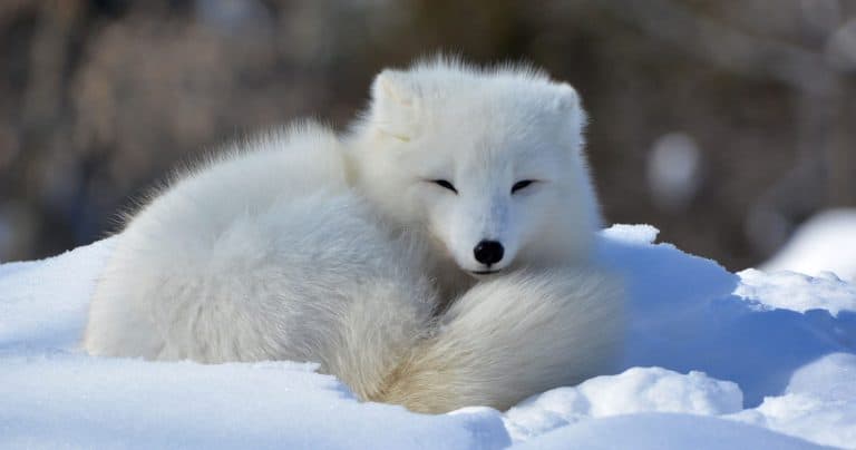 Animals of Denali National Park, from Arctic Ground Squirrels to Lynx ...