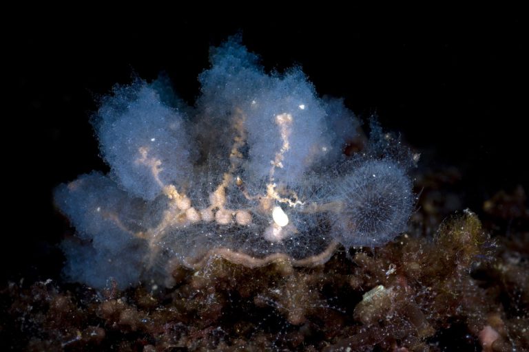 15 Sea Slugs You Won’t Believe Are Real - A-Z Animals