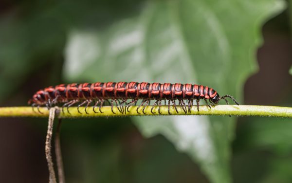 Meet the Poisonous Millipede That Smells Like Almonds - A-Z Animals