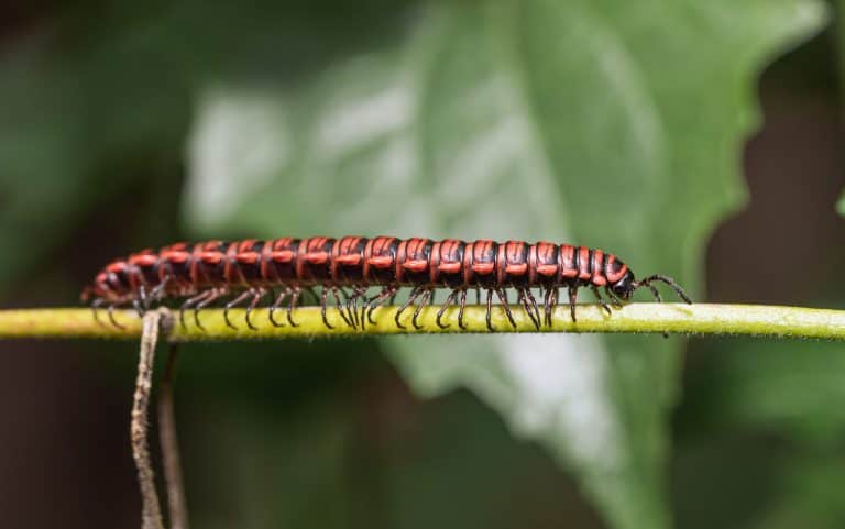 The Diet and Predators of Millipedes, Explained