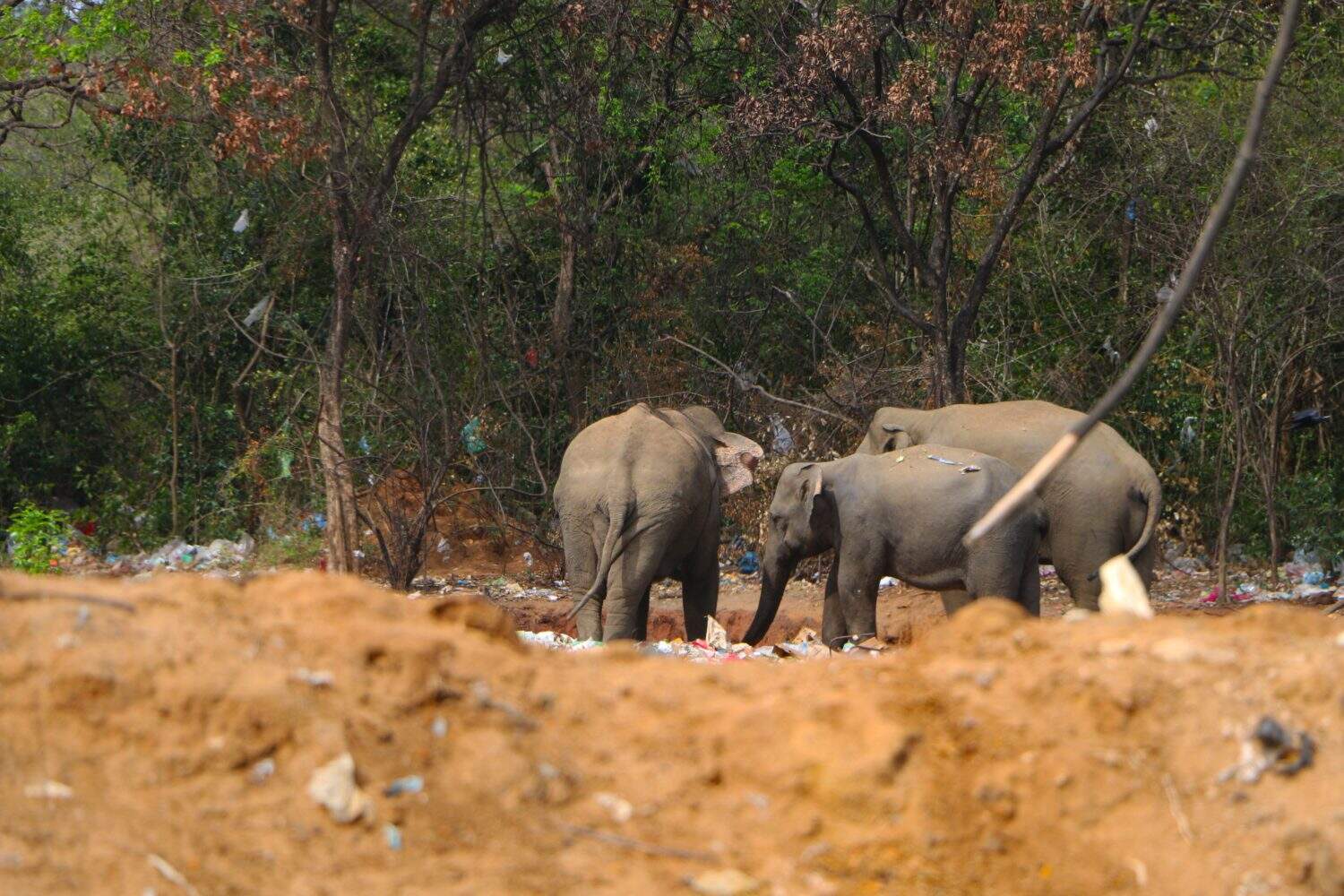 Feeding Elephants Is Fueling a Crisis in Asia - A-Z Animals