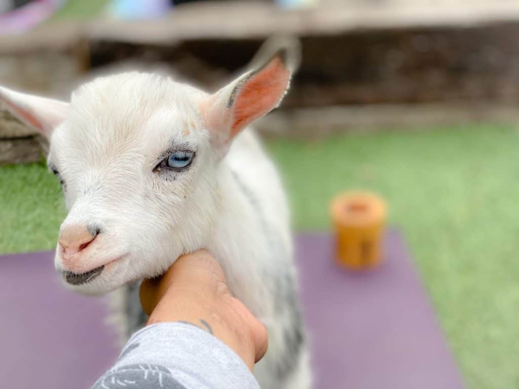 How Goat Yoga Helps You Disconnect From Stress - A-Z Animals