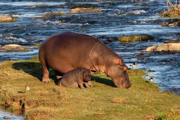 Watch the Fierce Strength This Mother Hippo Has Over Her Calf Against ...