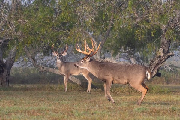 What You Need to Know About Georgia’s Wild Deer Rut Season - A-Z Animals