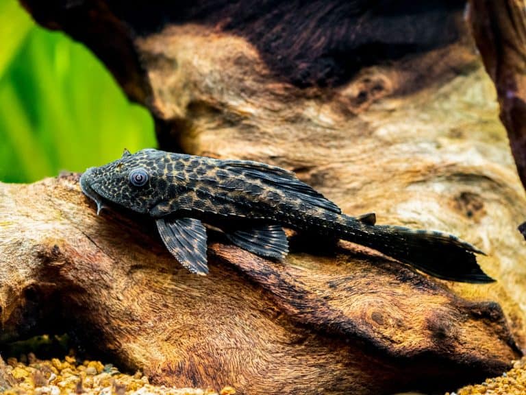 Armored Catfish Fish Facts - A-Z Animals