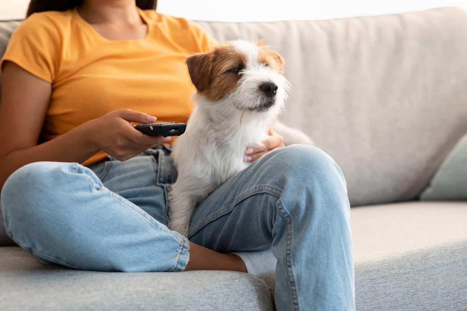 The Hidden Emotional Lives of Dogs: What Research Says About Joy, Fear ...