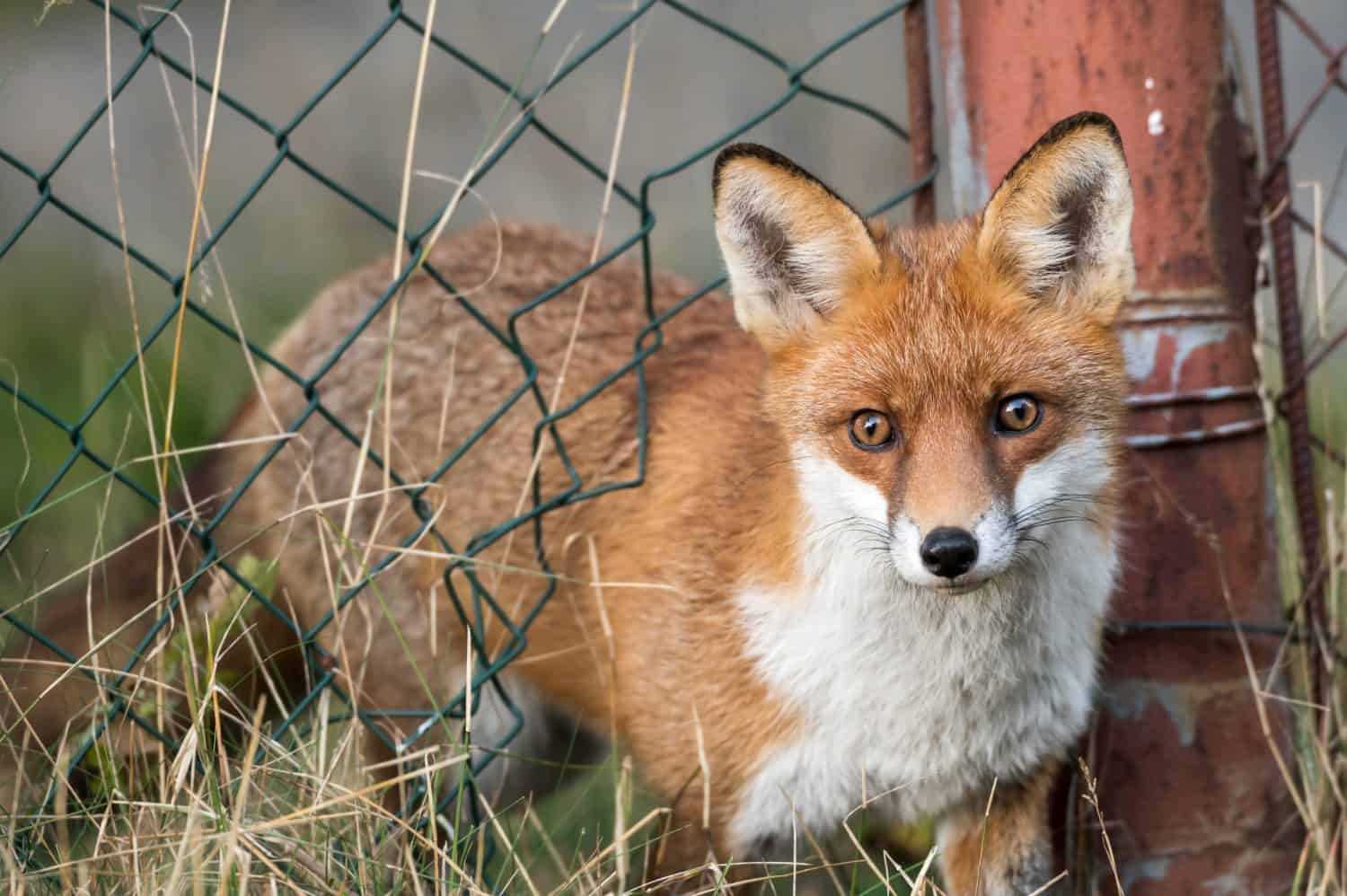Fox Rescued After Getting Trapped in Backyard Fence - A-Z Animals
