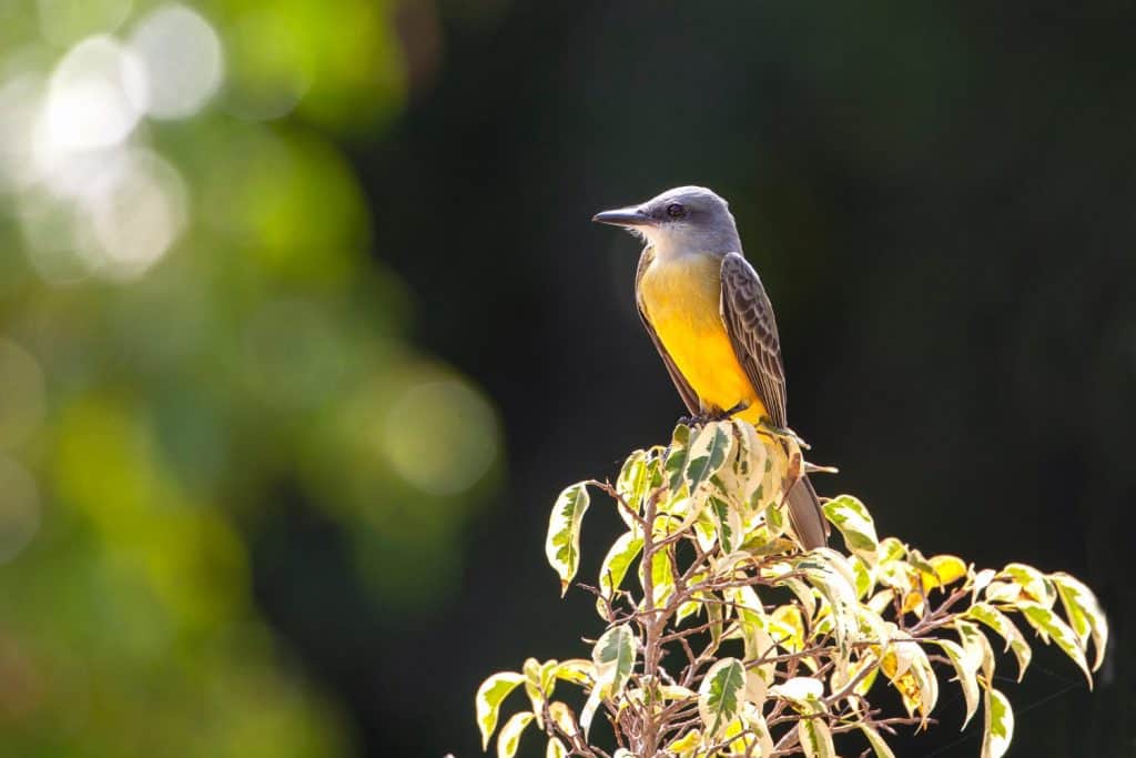 These 8 Yellow Birds Call California Home - A-Z Animals