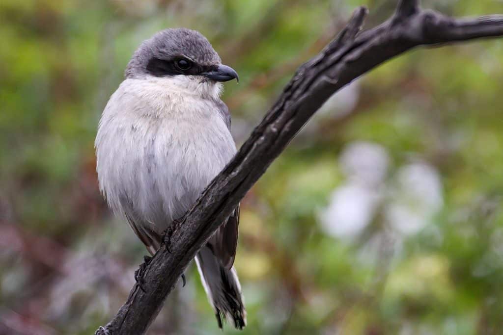Meet the Shrike: The Butcher Bird That Impales Its Prey on Sharp ...