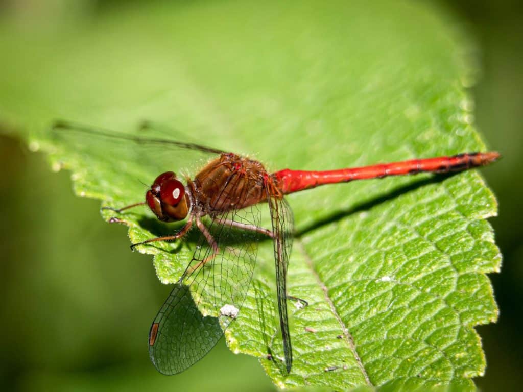 The Most Massive Insects in Tennessee - A-Z Animals