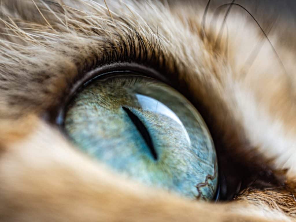 The Unique Ways That Animals See the World - A-Z Animals