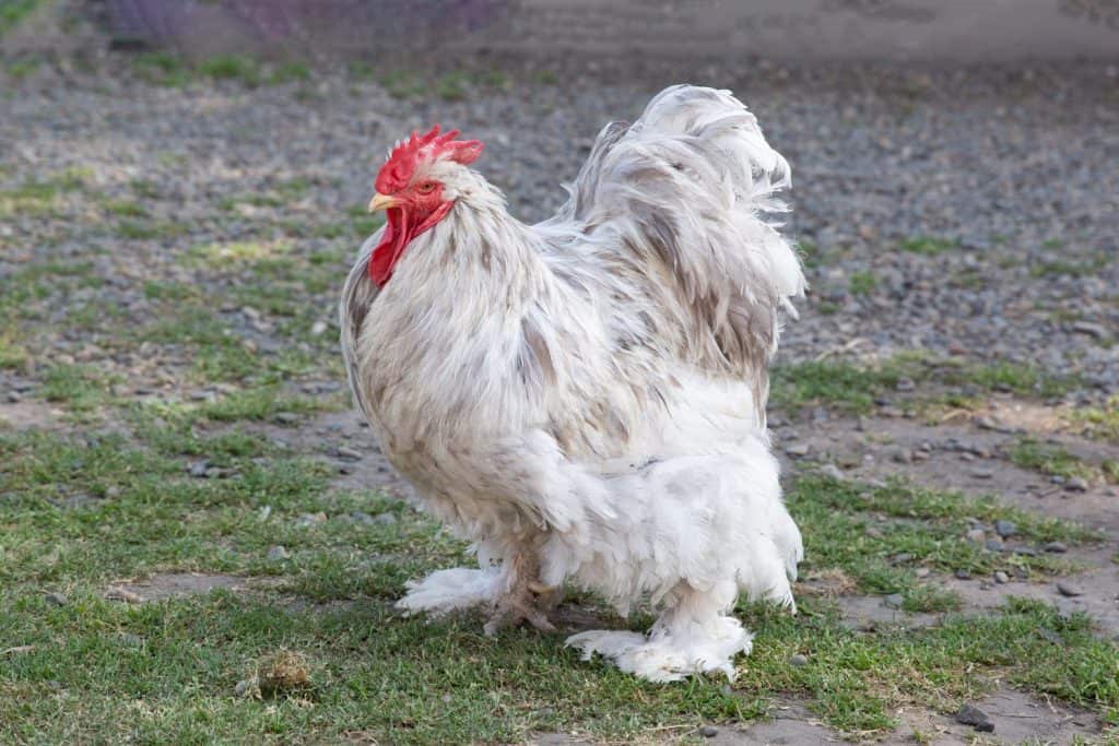 Discover the Biggest Chicken Breeds in the World - A-Z Animals