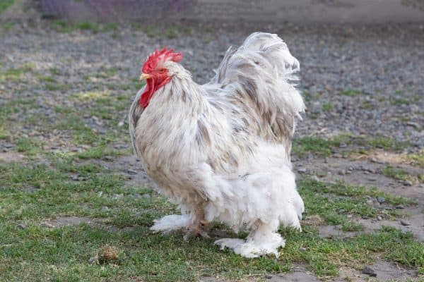 Discover the Biggest Chicken Breeds in the World - A-Z Animals