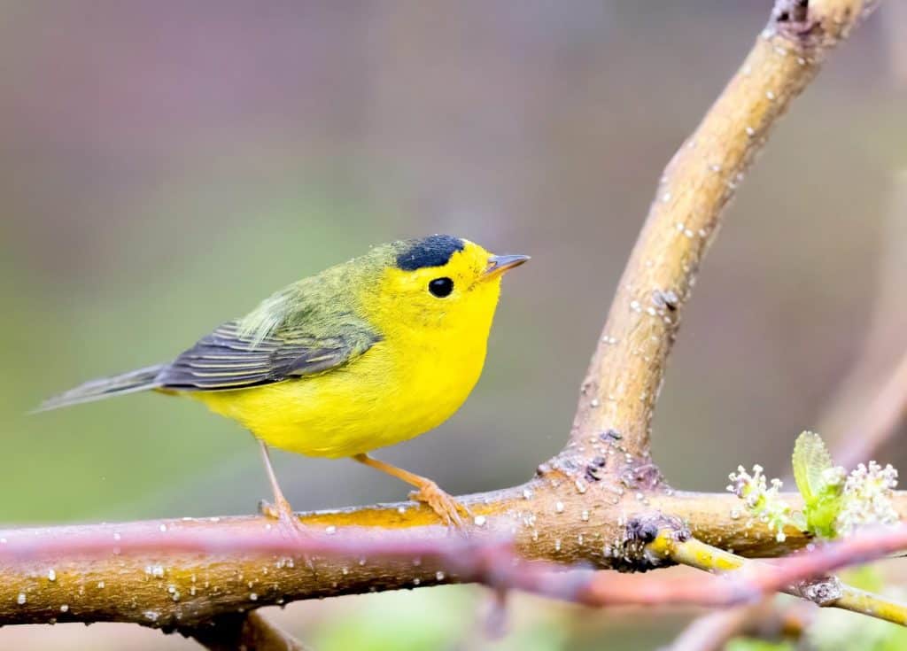These 8 Yellow Birds Call California Home - A-Z Animals