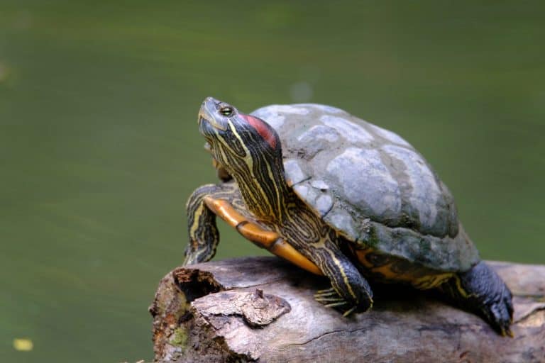 Want a Pet Turtle? Here's What to Consider - A-Z Animals