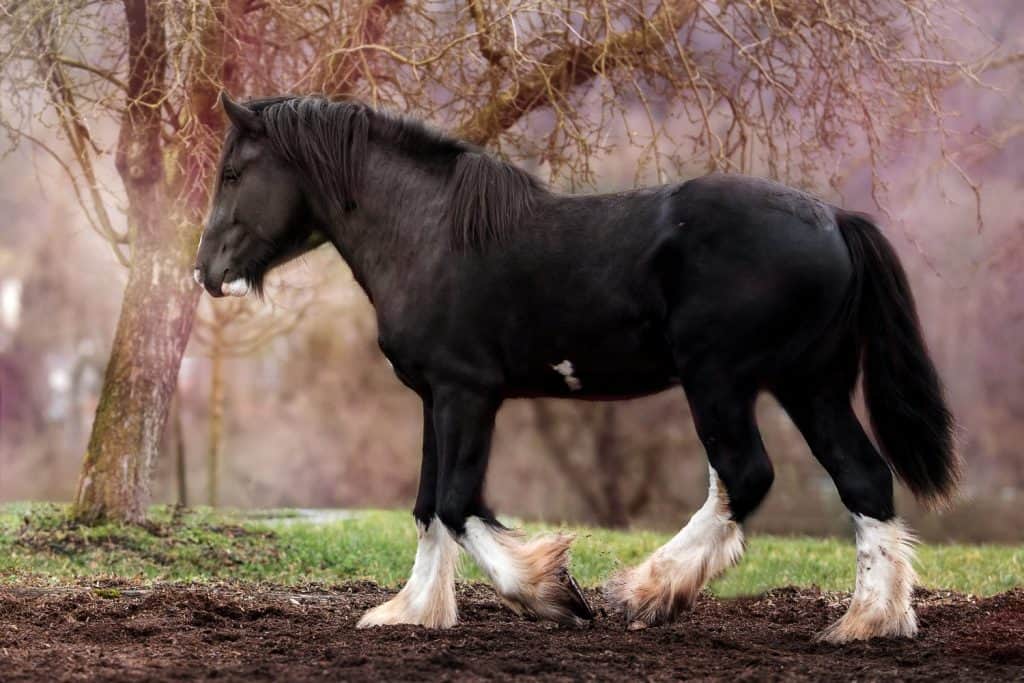 The Oldest Horse in History—and How Long Horses Can Really Live - A-Z ...