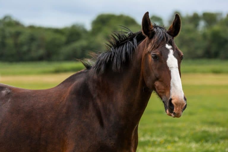 Why Some Horses Are Built for Speed and Others for Strength - A-Z Animals