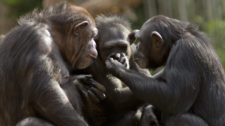 Ambitious Younger Male Challenges the Alpha in the Wildest Monkey ...
