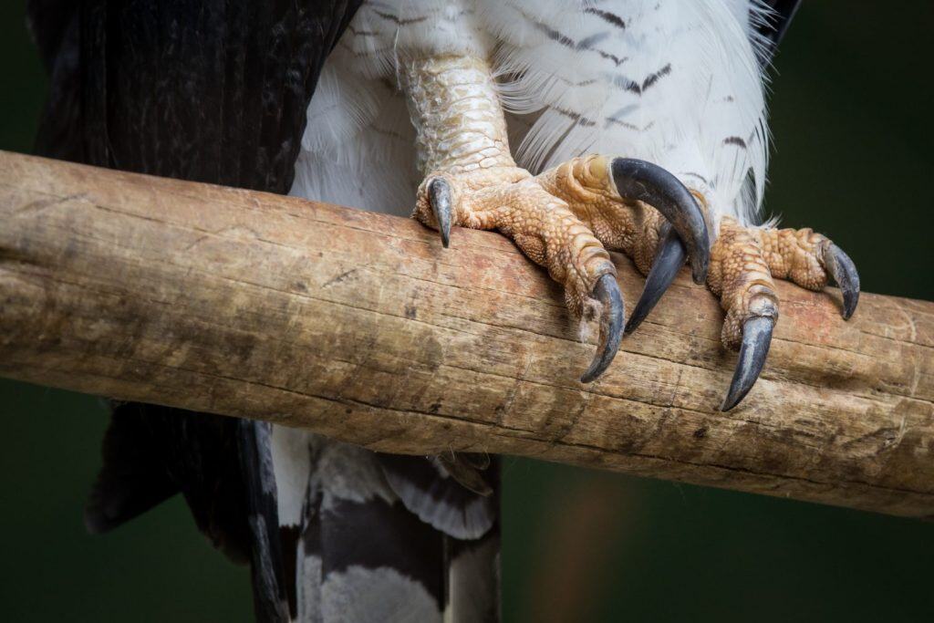 These Birds Have Talons Bigger Than Bear Claws - A-Z Animals