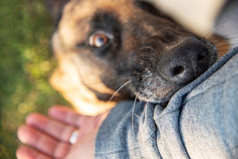 A Dog Bite Safety Guide with Expert Tips on Treatment and Prevention ...