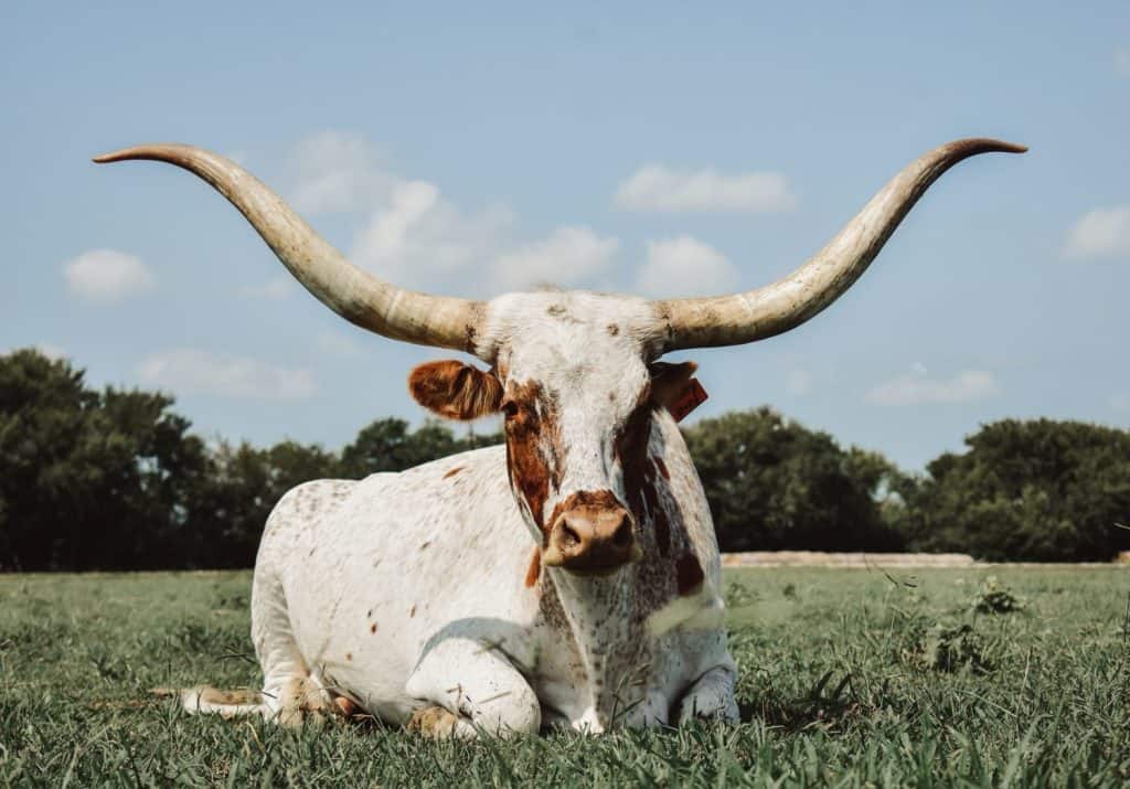 Meet the Animals with the Largest Horns in the World - A-Z Animals