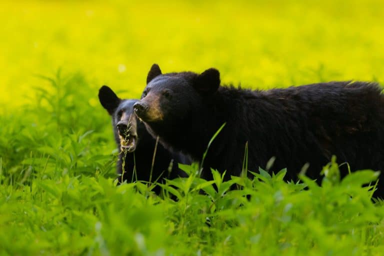 The New Record for Heaviest Black Bear Ever Snared in Maine - A-Z Animals