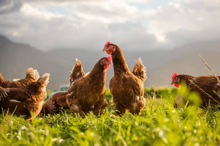 The Most Common Chicken Myths, Debunked - A-Z Animals