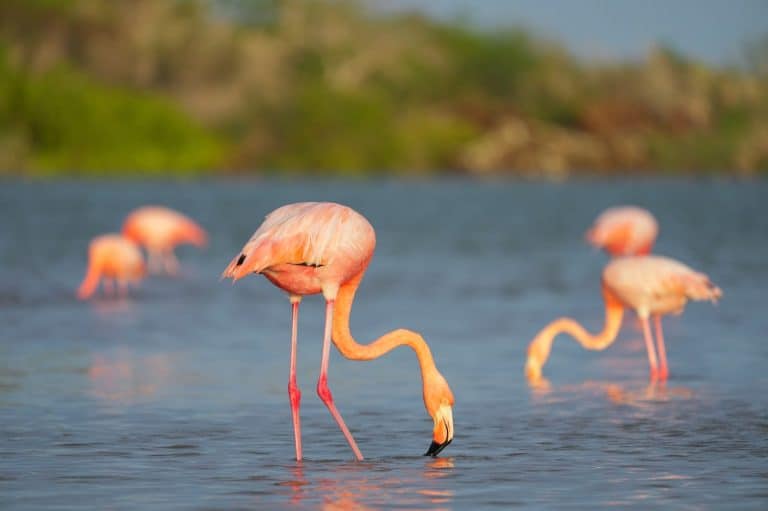 Why Flamingos Are Pink (and Other Fascinating Facts) - A-Z Animals