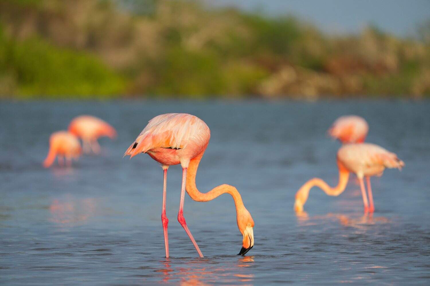 Why Flamingos Are Pink (and Other Fascinating Facts) - A-Z Animals