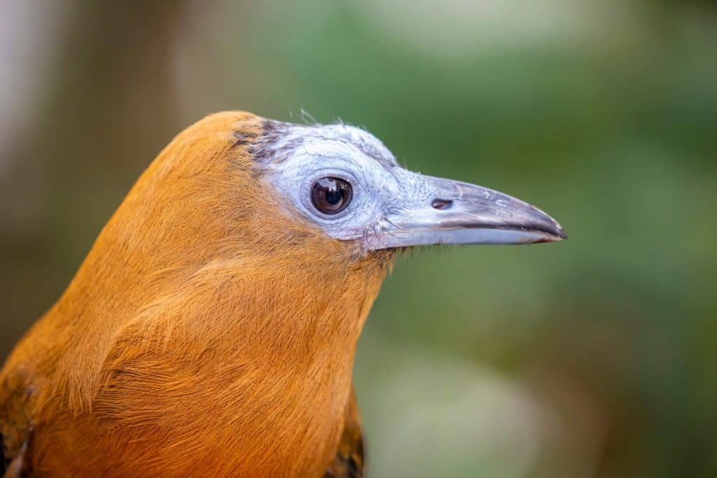 These 15 Birds Look Like Mythical Creatures Brought to Life - A-Z Animals