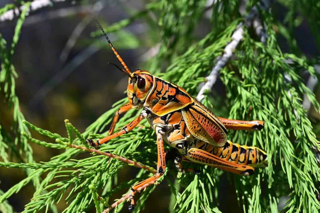 The Largest Insects in Alabama and Where They Lurk - A-Z Animals