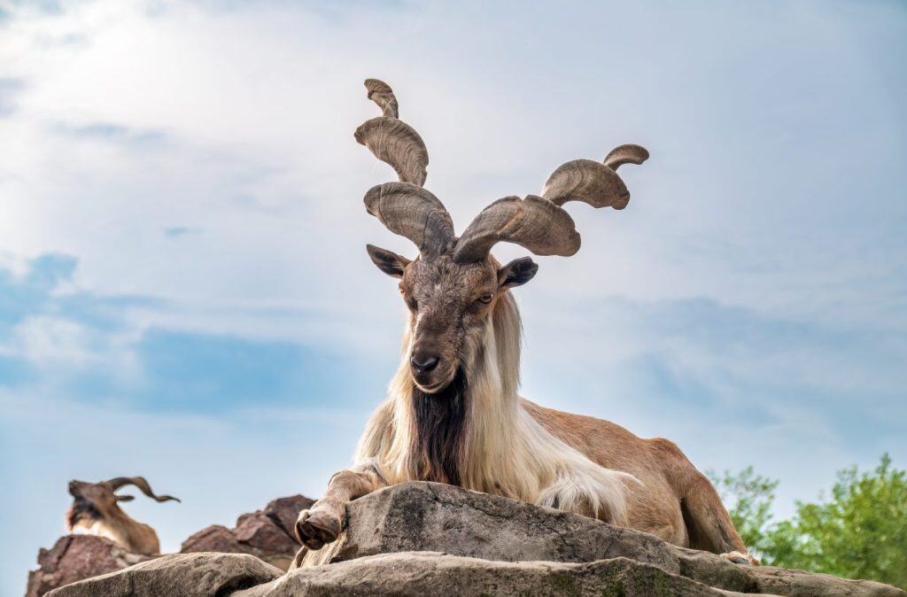 Meet the Animals with the Largest Horns in the World - A-Z Animals