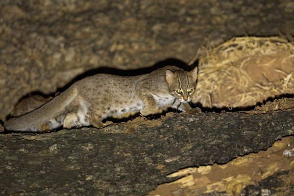 Meet the Rusty Spotted Cat That Could Fit in Your Hand - A-Z Animals