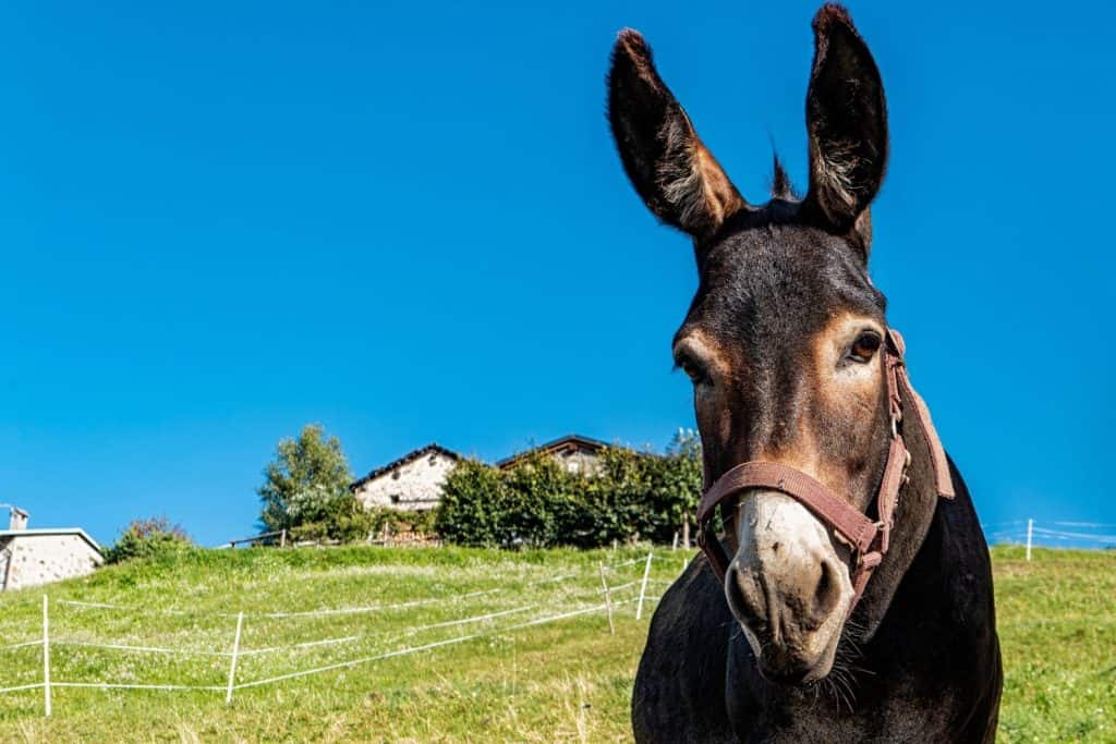 Meet the Animals Who Held Political Office - A-Z Animals