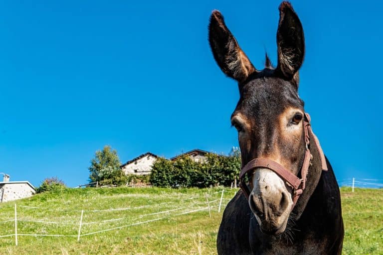 Meet the Animals Who Held Political Office - A-Z Animals