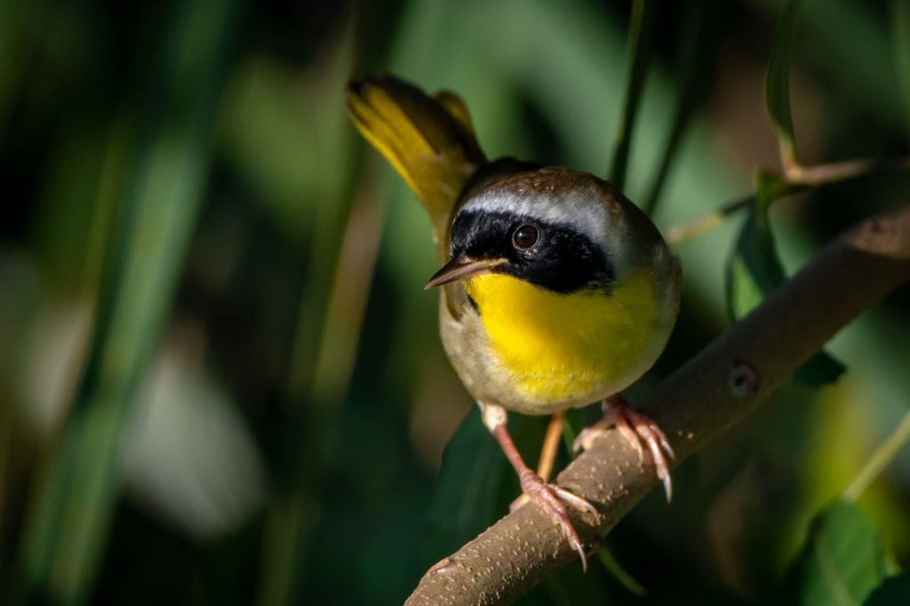 These 8 Yellow Birds Call California Home - A-Z Animals