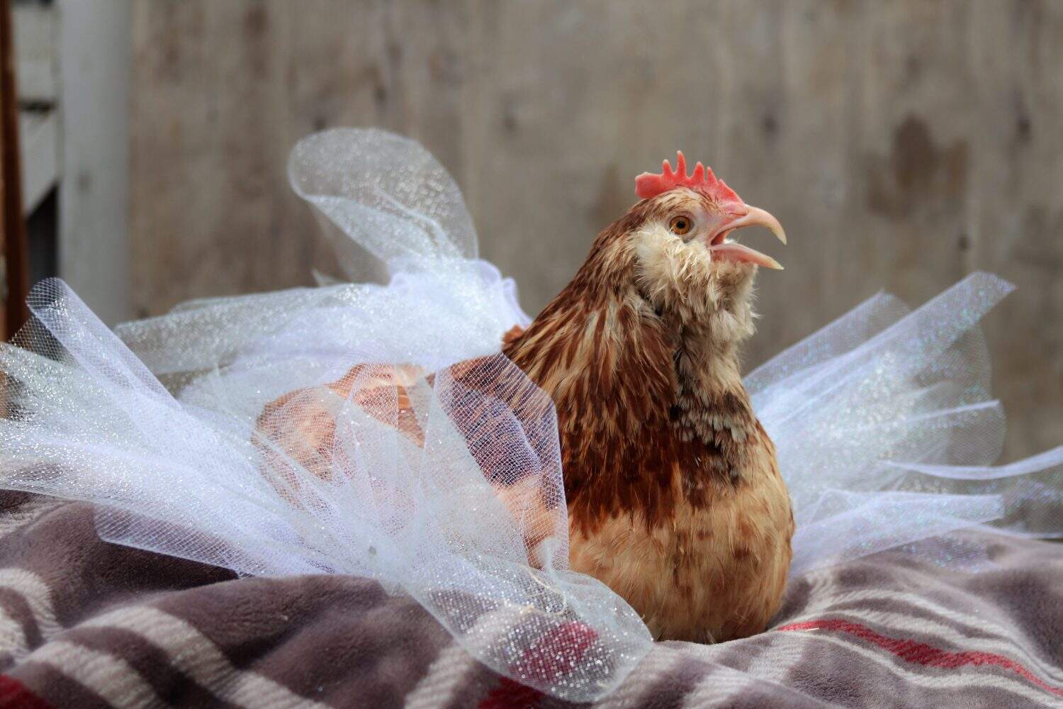 Can Chickens Wear Clothes