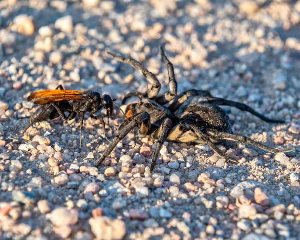 These Giant Wasps Can Grow Up to 4 Inches Long - A-Z Animals