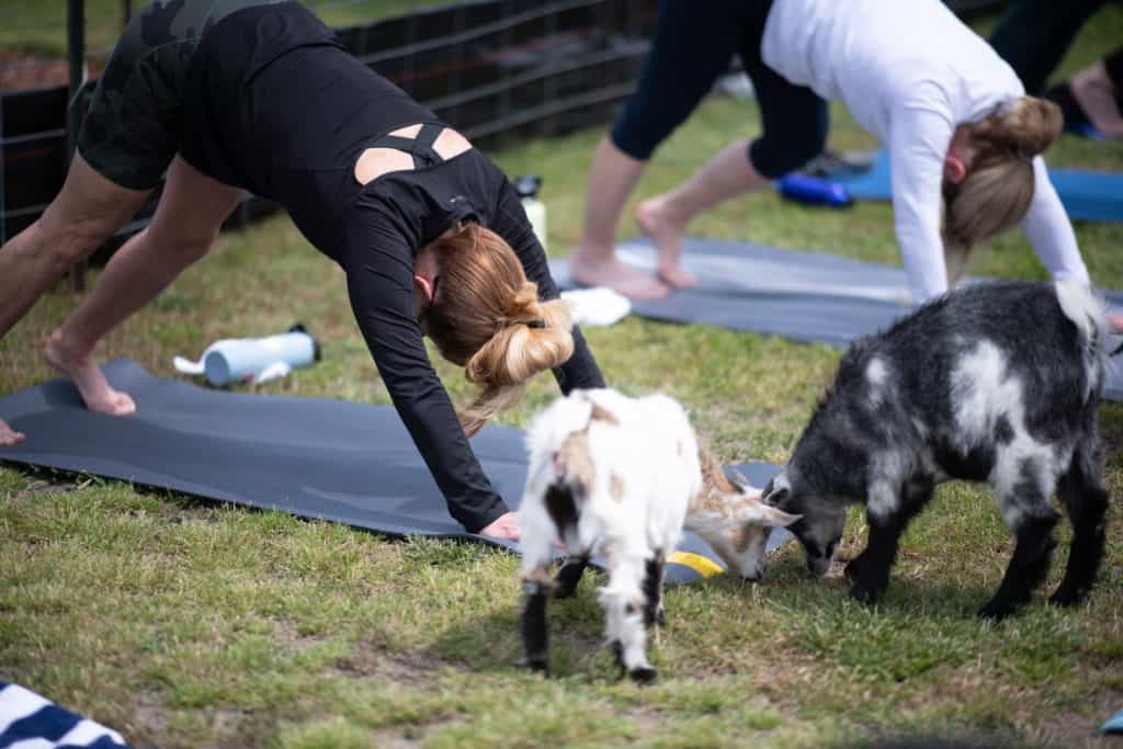 How Goat Yoga Helps You Disconnect From Stress - A-Z Animals