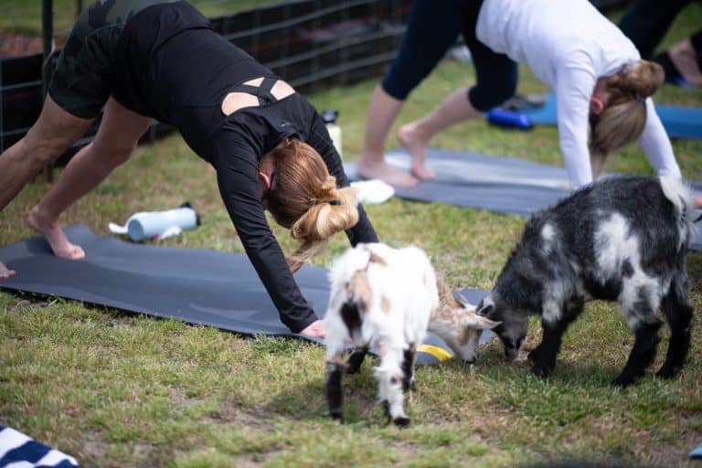 What is Goat Yoga? All You Need to Know About This Adorable Practice ...