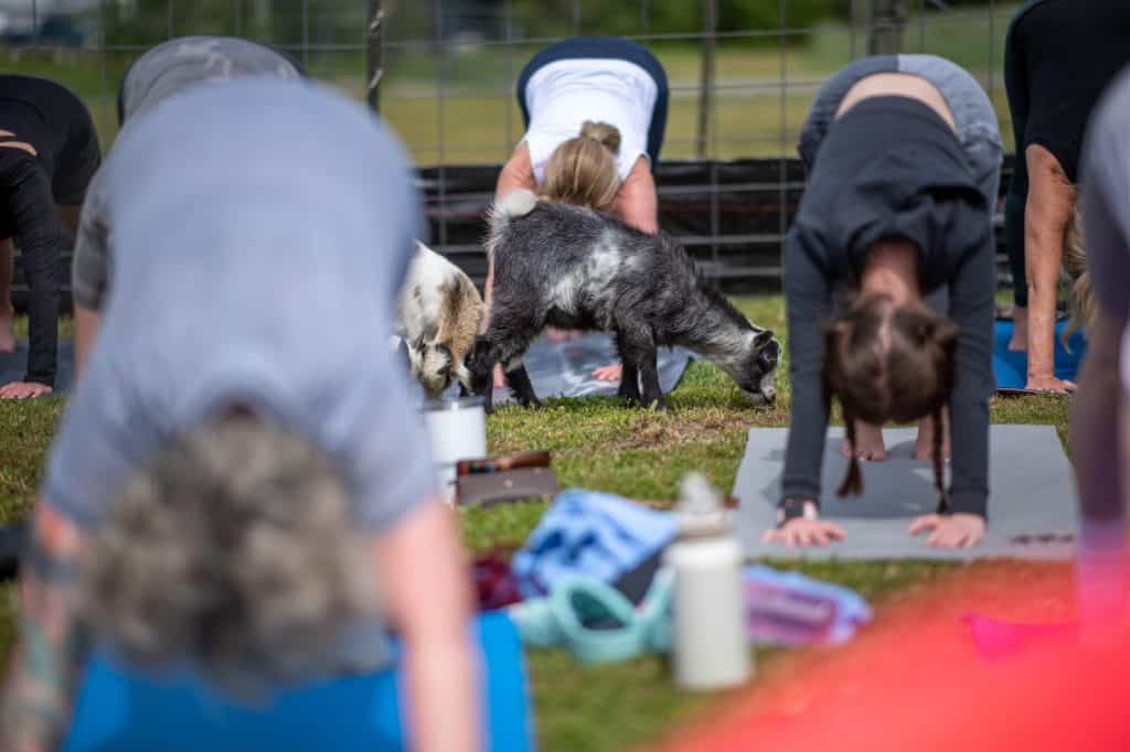 How Goat Yoga Helps You Disconnect From Stress - A-Z Animals