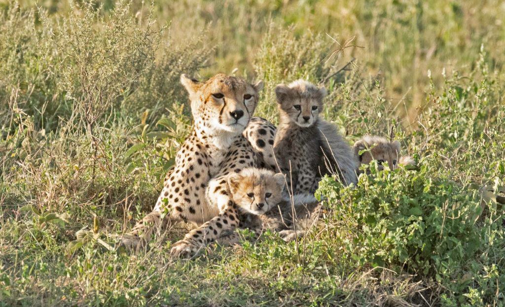 The Cheetah’s Genetic Curse: How Ancient Inbreeding Still Haunts the ...