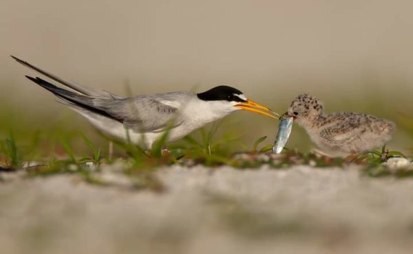 Inside the Romantic Courtship of California Least Terns - A-Z Animals