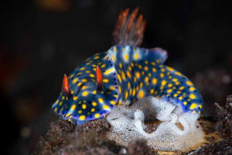 15 Sea Slugs You Won’t Believe Are Real - A-Z Animals