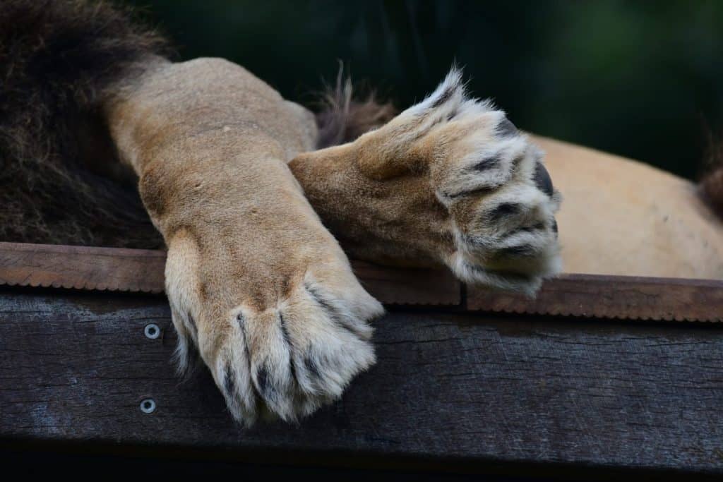Before There Was Tiger King, There Was 'Roar' - A-Z Animals