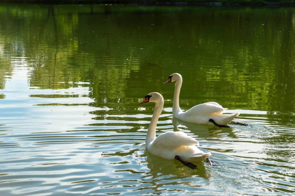 Pair of Swans Reunited After Time Apart Wins Internet - A-Z Animals