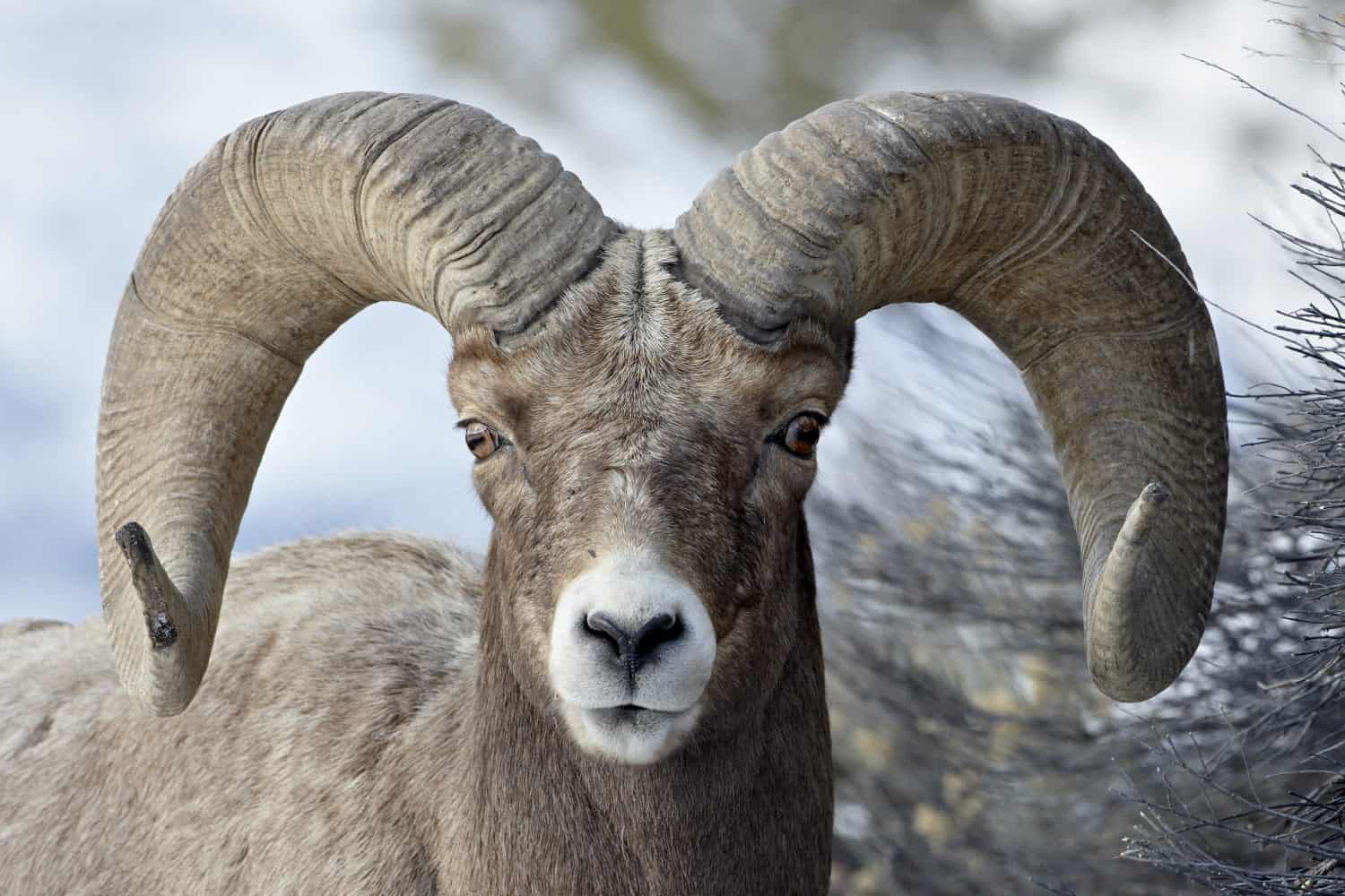 Horns vs. Antlers: Why Evolution Chose the Annual Shed - A-Z Animals