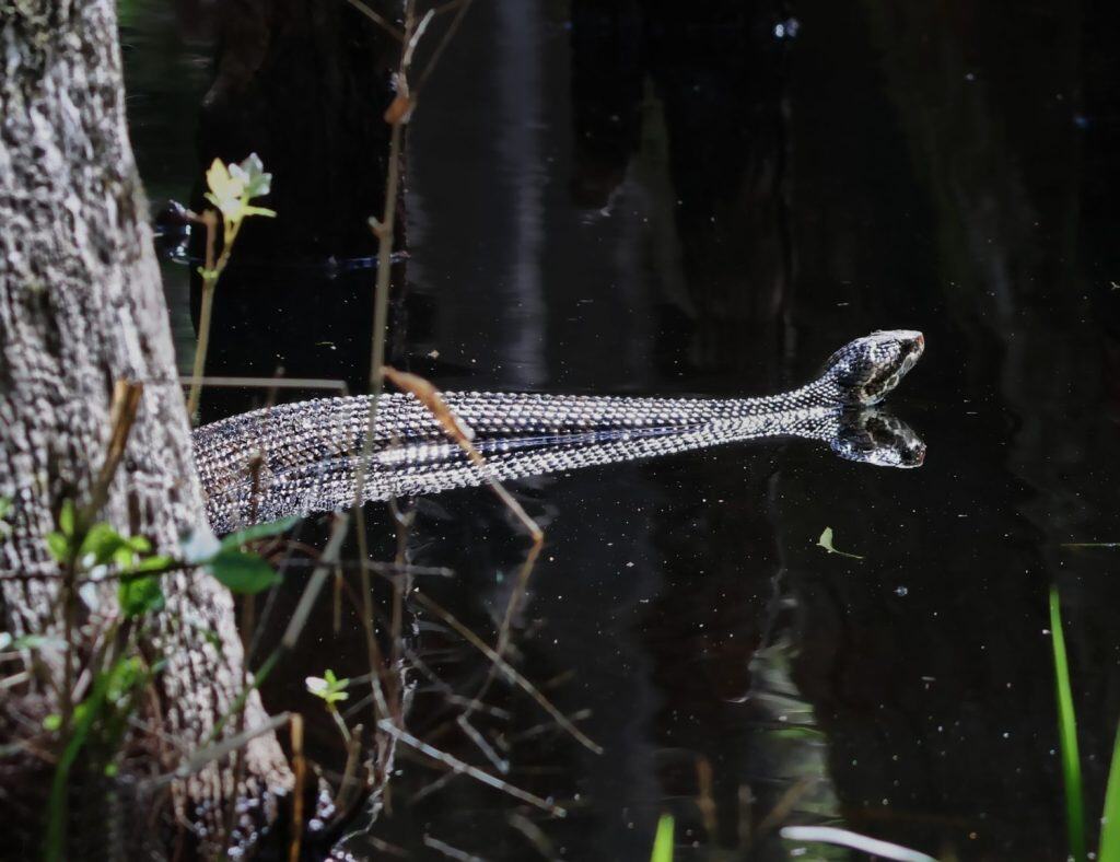 Are Water Moccasins Venomous? The Truth About This Snake - A-Z Animals