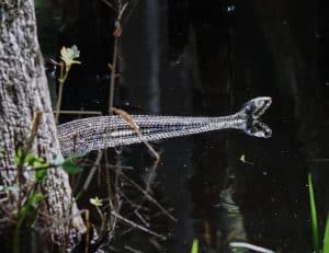 Are Water Moccasins Venomous? The Truth About This Snake - A-Z Animals