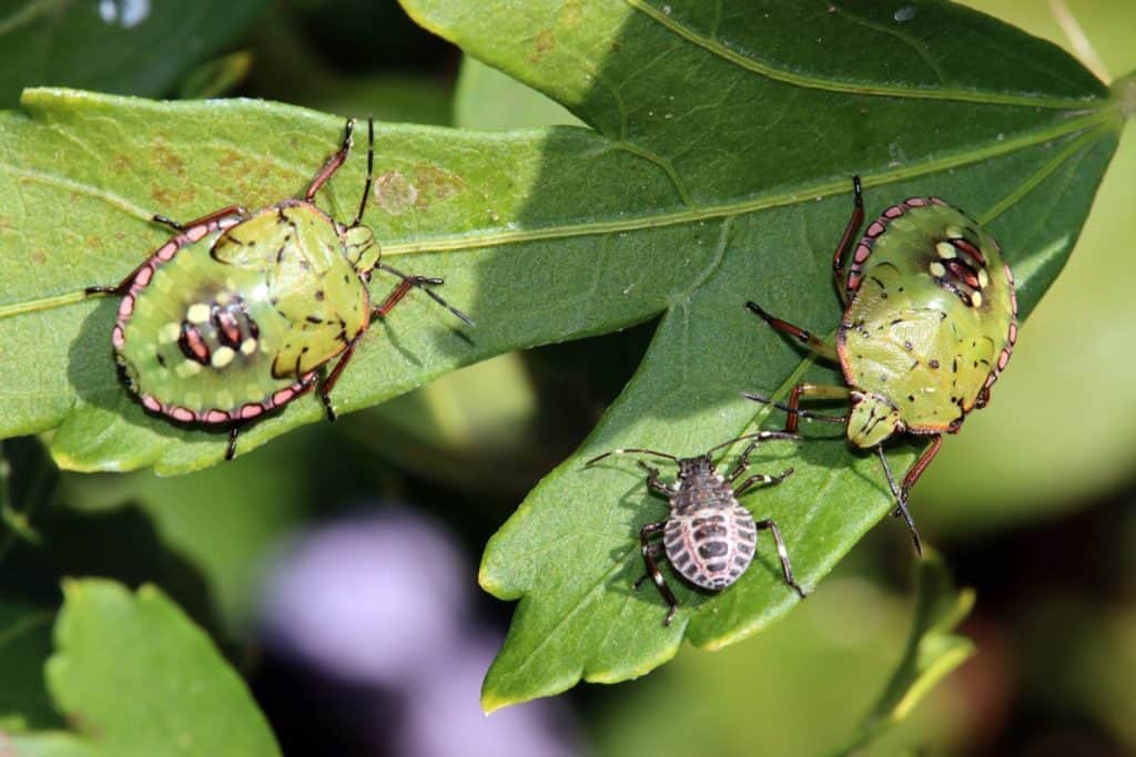 How Insects Are Disappearing Without Anyone Noticing - A-Z Animals
